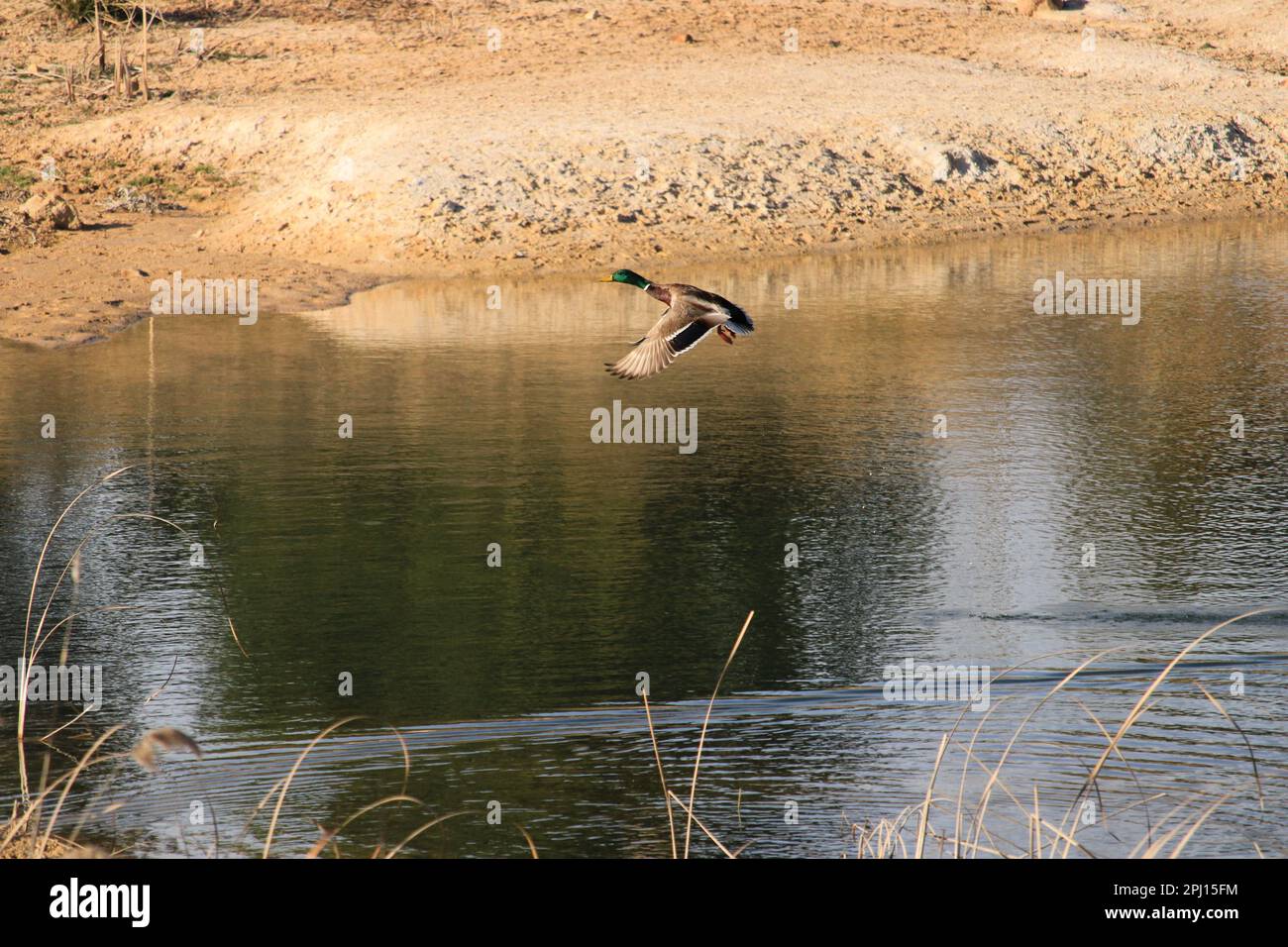 Pluma de ave silvestre hi-res stock photography and images - Alamy