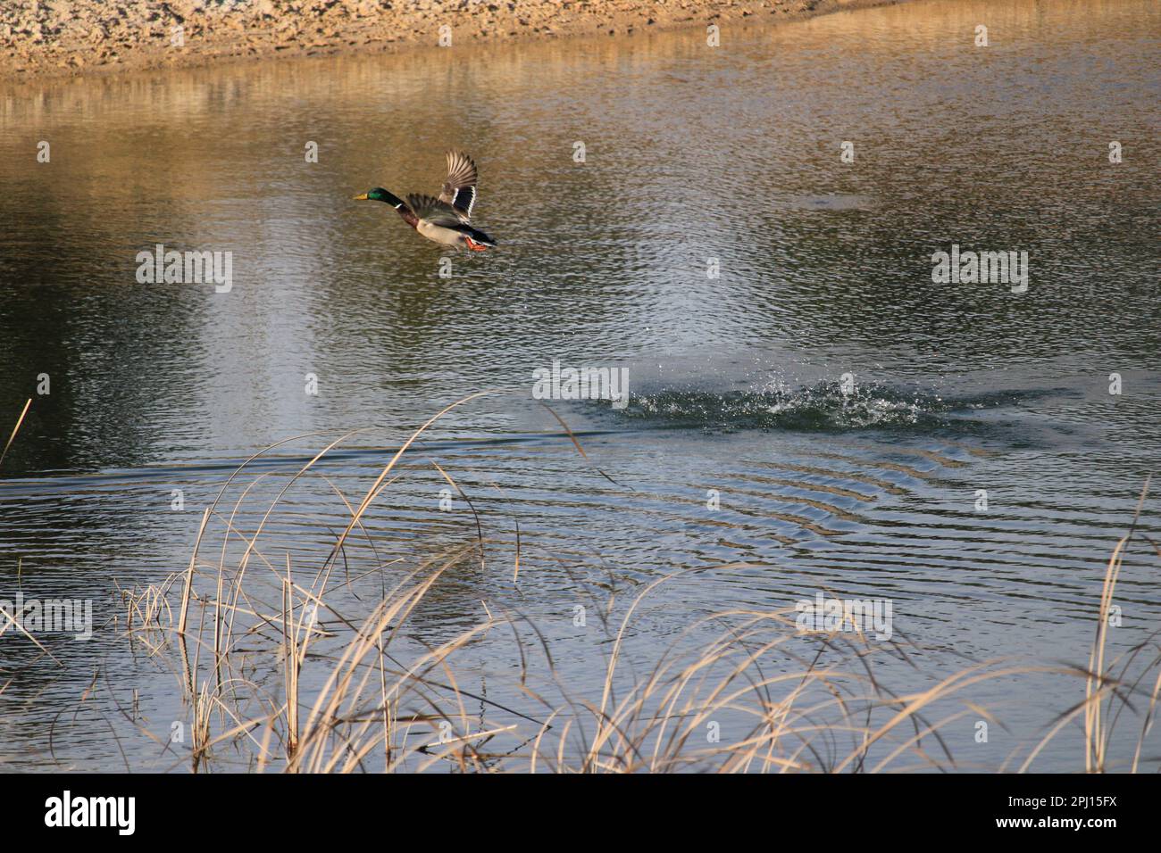 Pato pato volando hi-res stock photography and images - Alamy