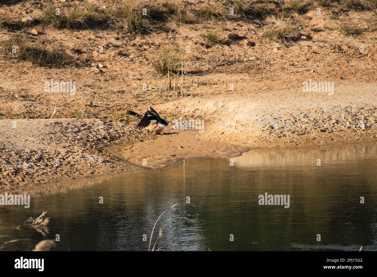 Animales en corral hi-res stock photography and images - Alamy