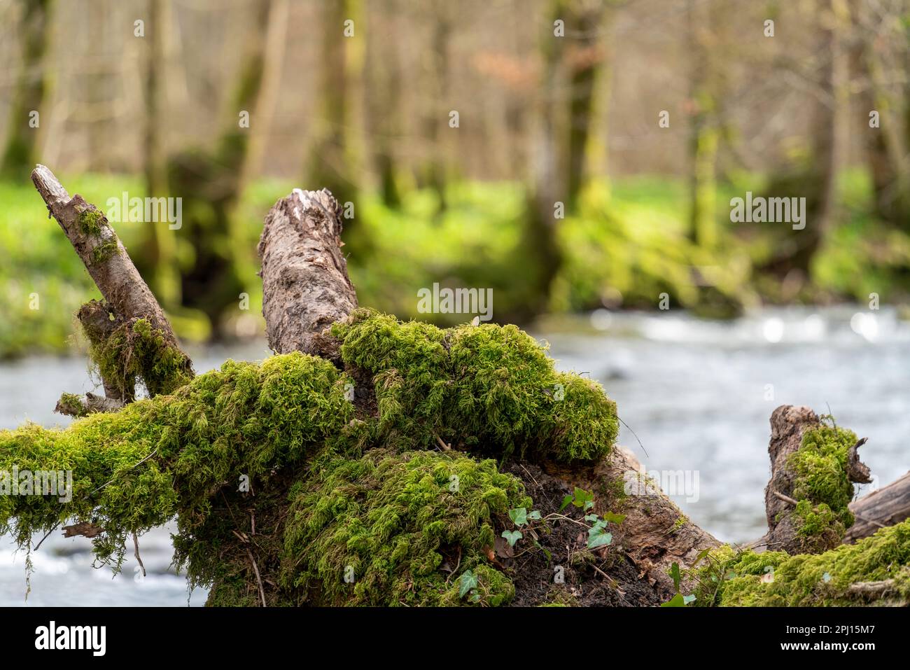 Natural riparian scenery including a mossy tree stump at a small river ...