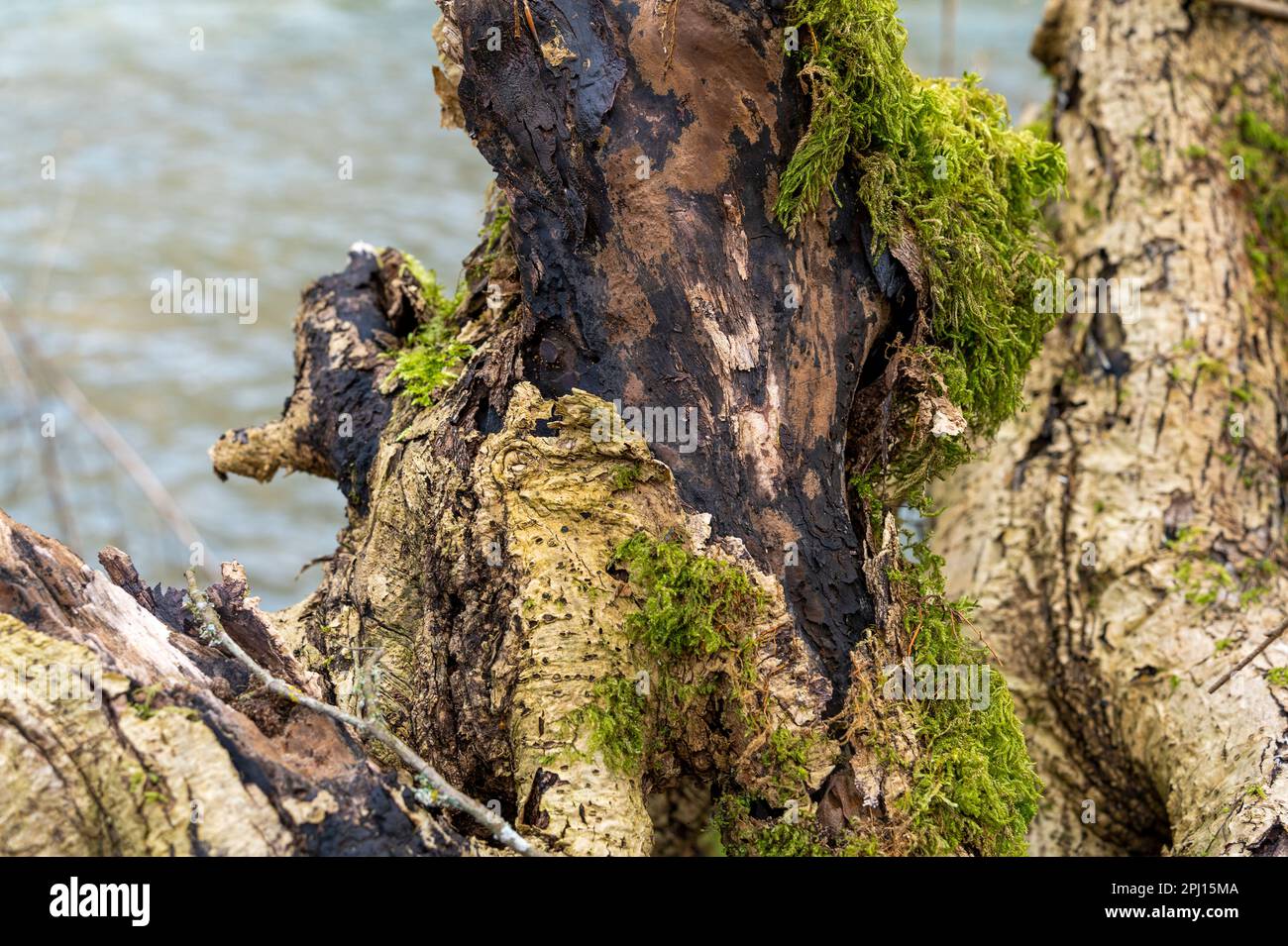 Riparian moss hi-res stock photography and images - Alamy