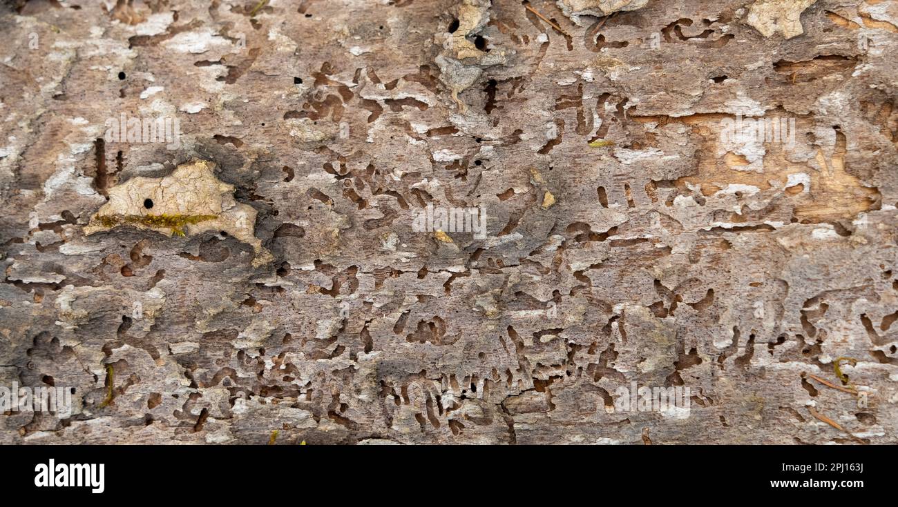 Full frame closeup shot showing a perforated wooden surface with pest ...