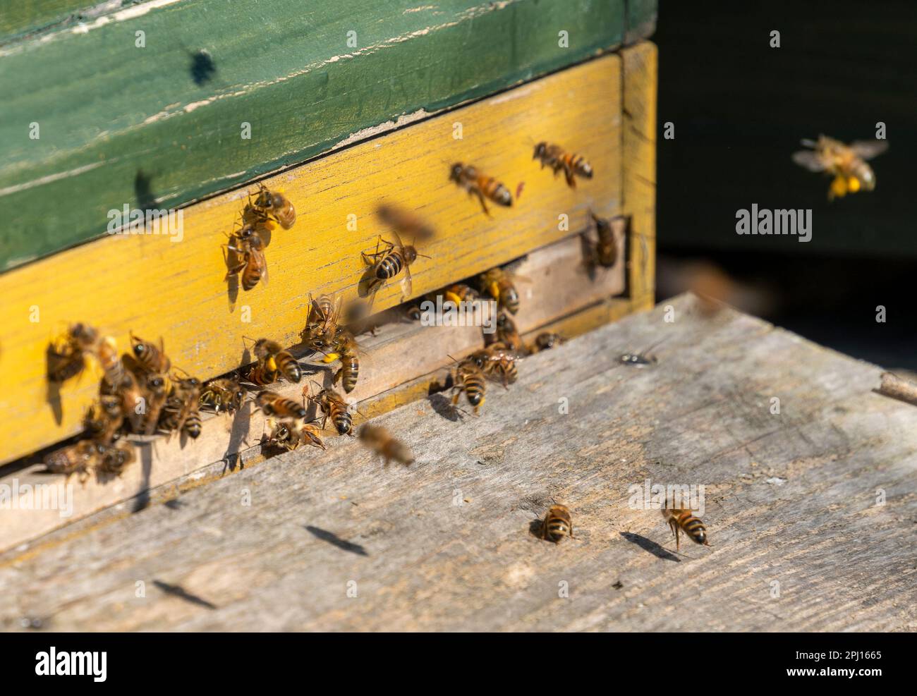 Entrance of a wooden beehive surrounded by lots of bees Stock Photo - Alamy