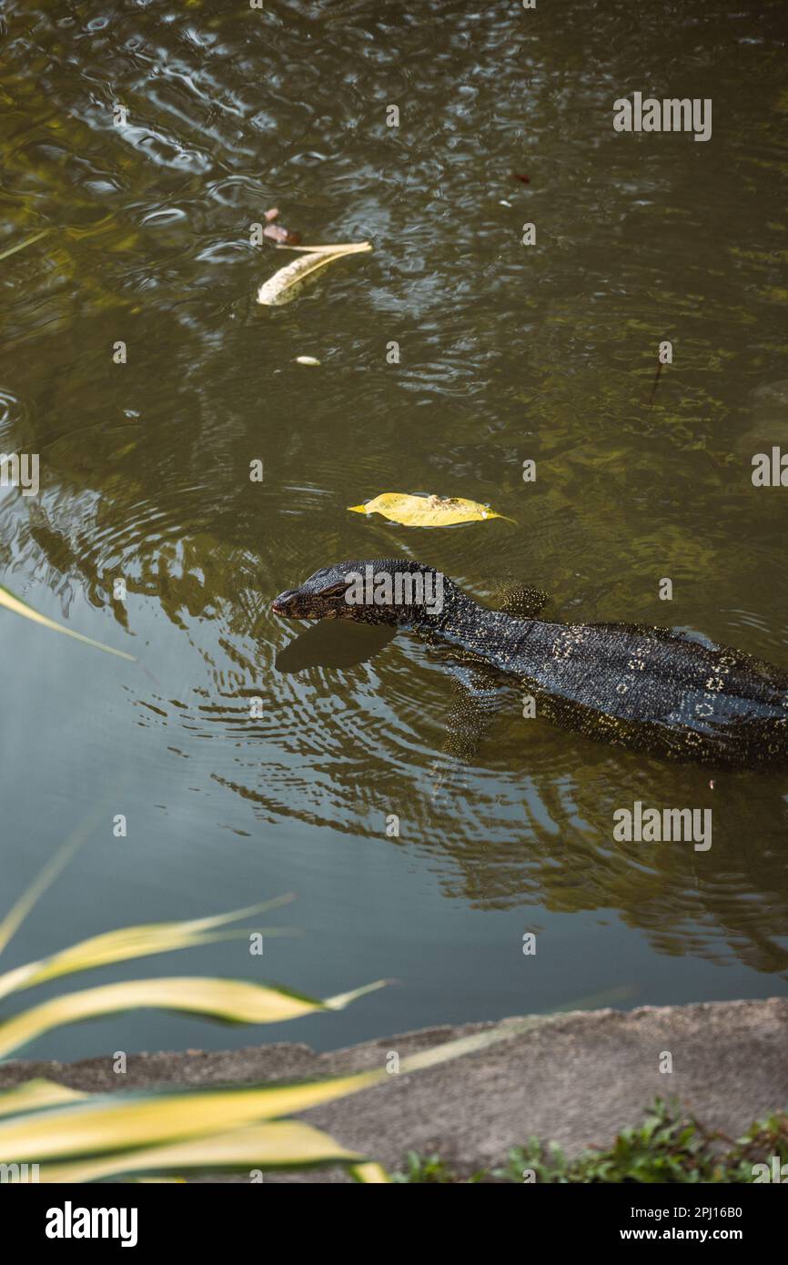 An Asian water monitor swimming in the pond. Varanus salvator Stock ...