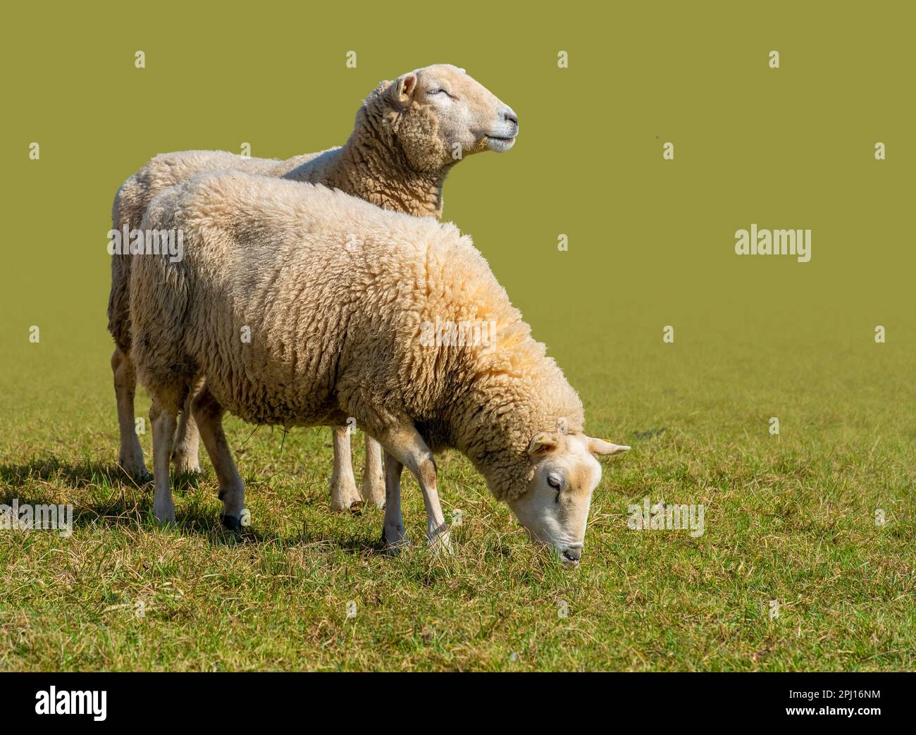 Two sunny illuminated sheep in grassy ambiance, gradient isolated in ...