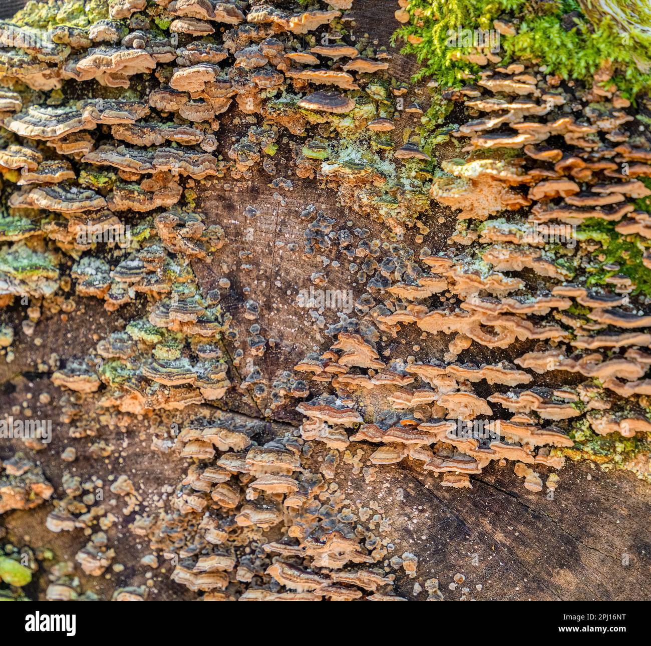Lots of bracket fungi on a tree trunk Stock Photo - Alamy