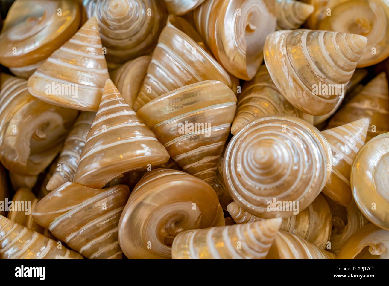 Glossy snail shells hi-res stock photography and images - Alamy
