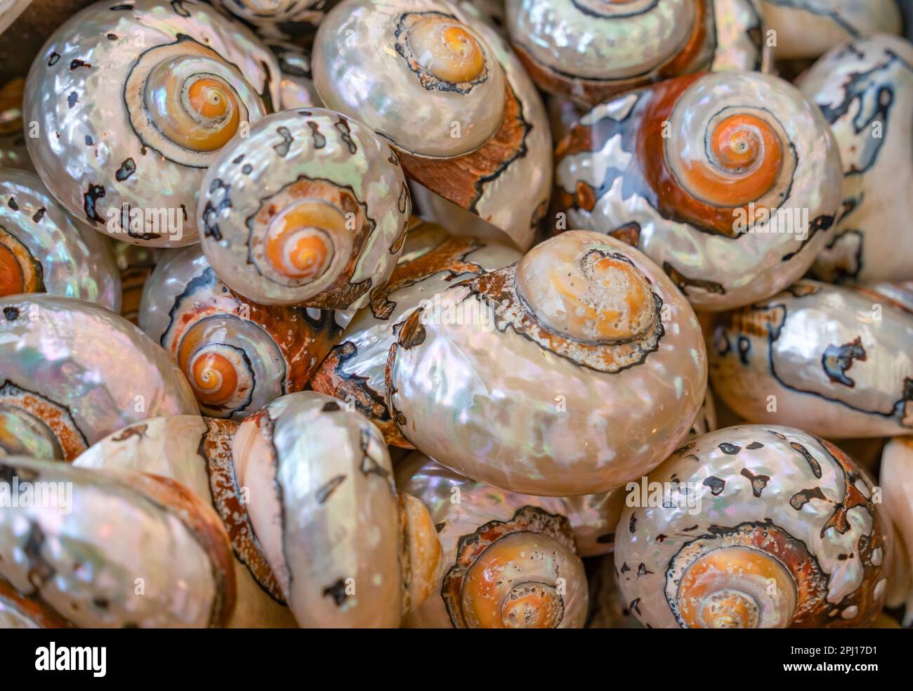 Full frame shot showing lots of polished marine iridescent snail shells ...