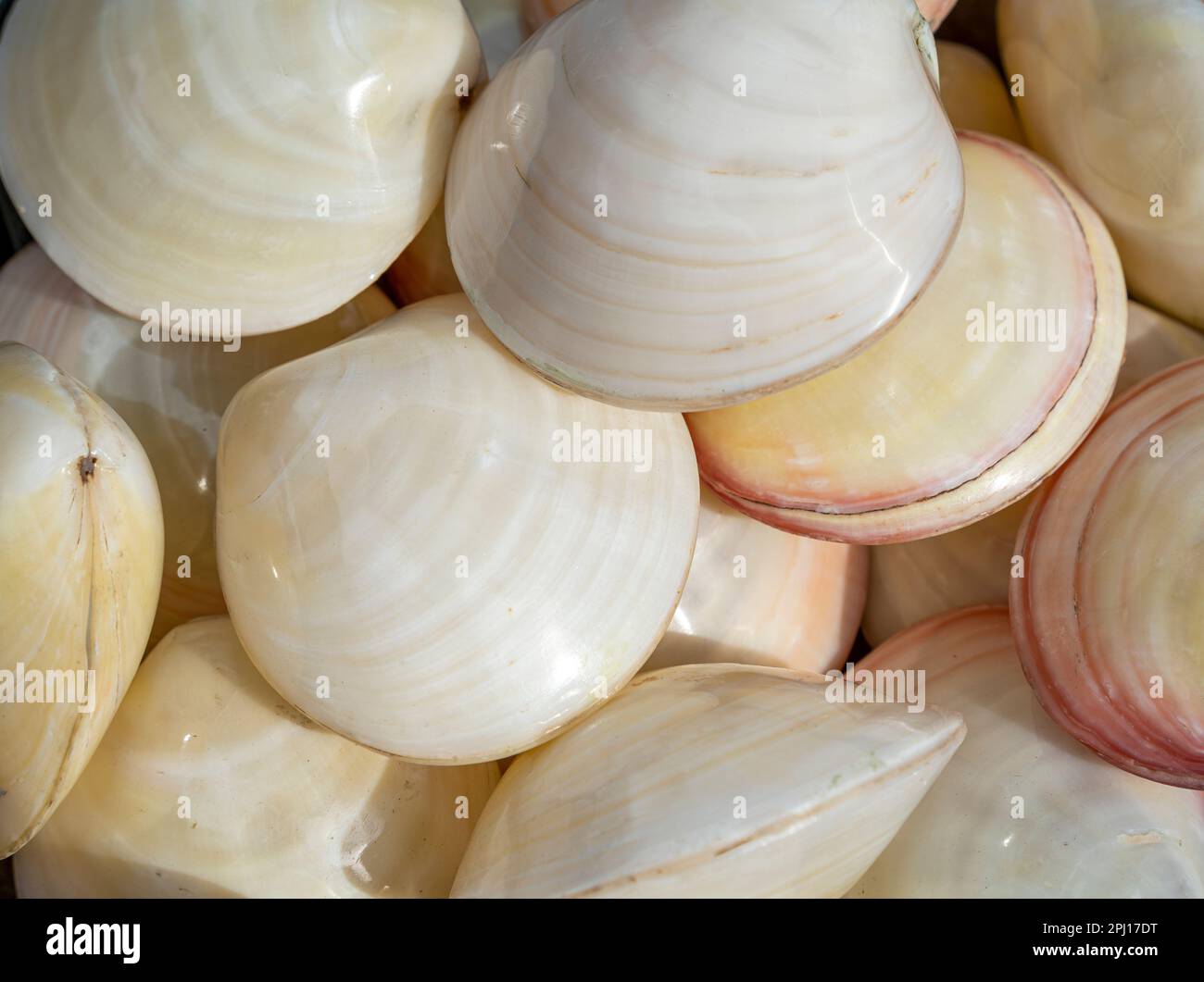 Glossy exoskeleton hi-res stock photography and images - Alamy