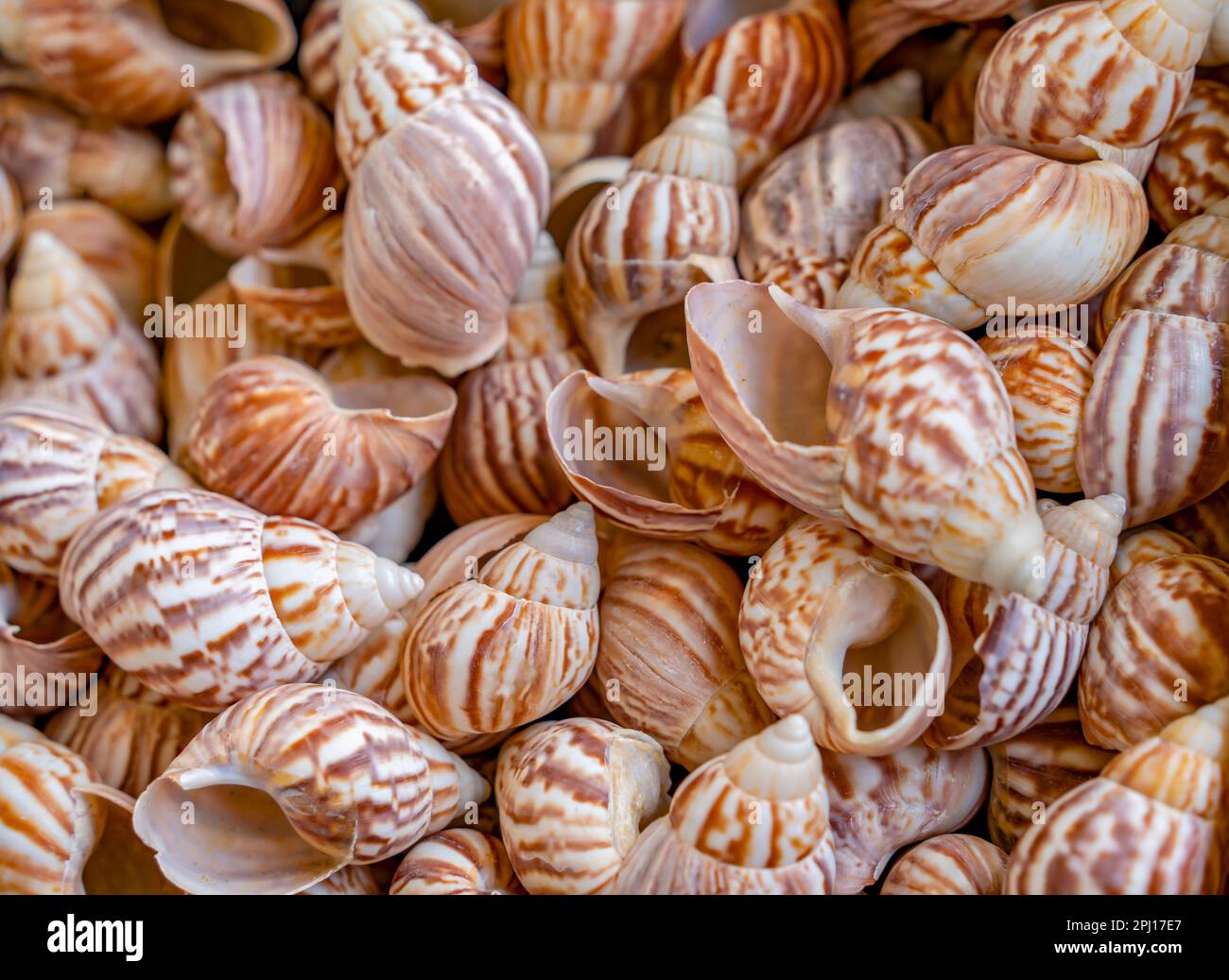 Full frame shot showing lots of bicolored marine snail shells Stock ...