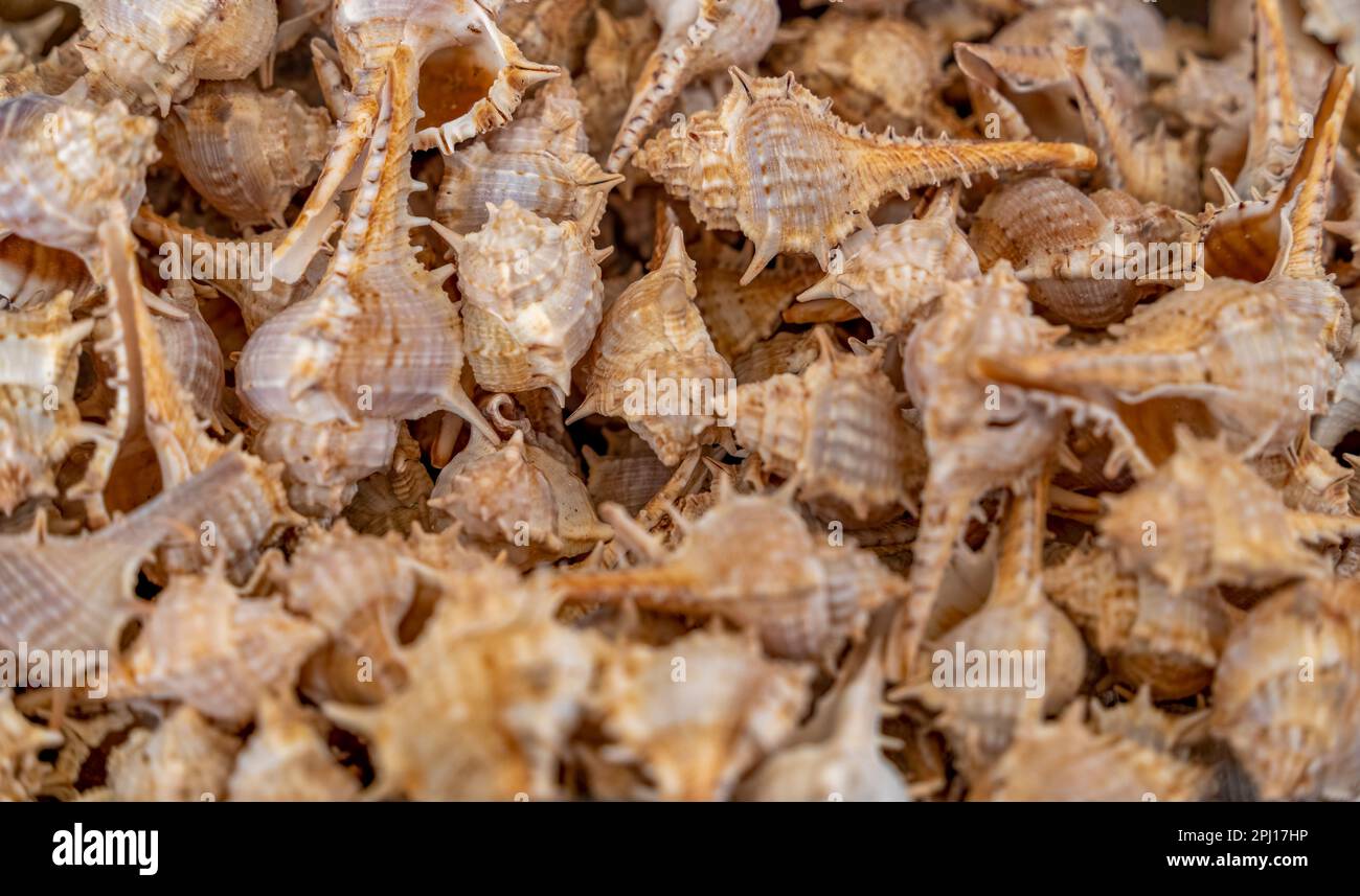 Full frame shot showing lots of spiky marine snail shells Stock Photo ...