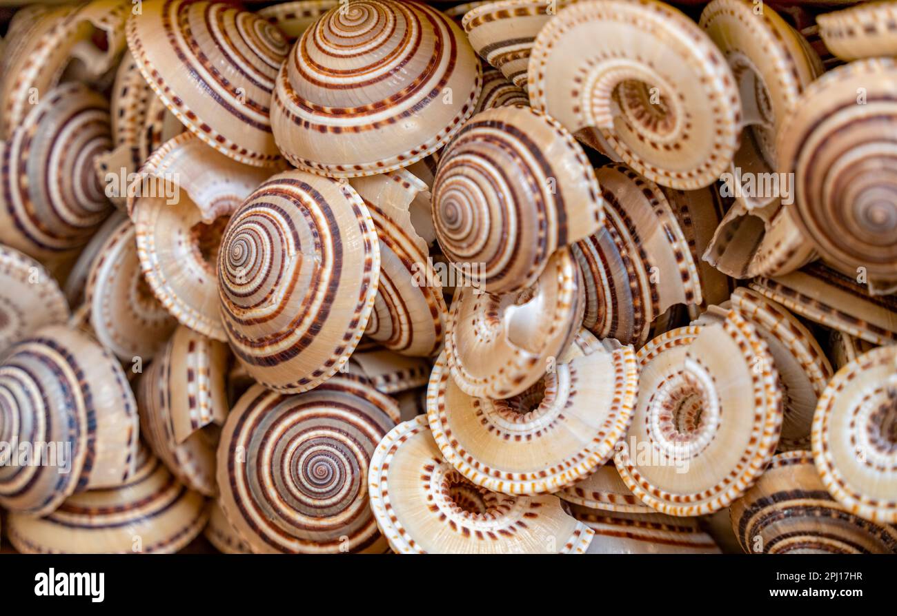 Striped snail shells hi-res stock photography and images - Alamy
