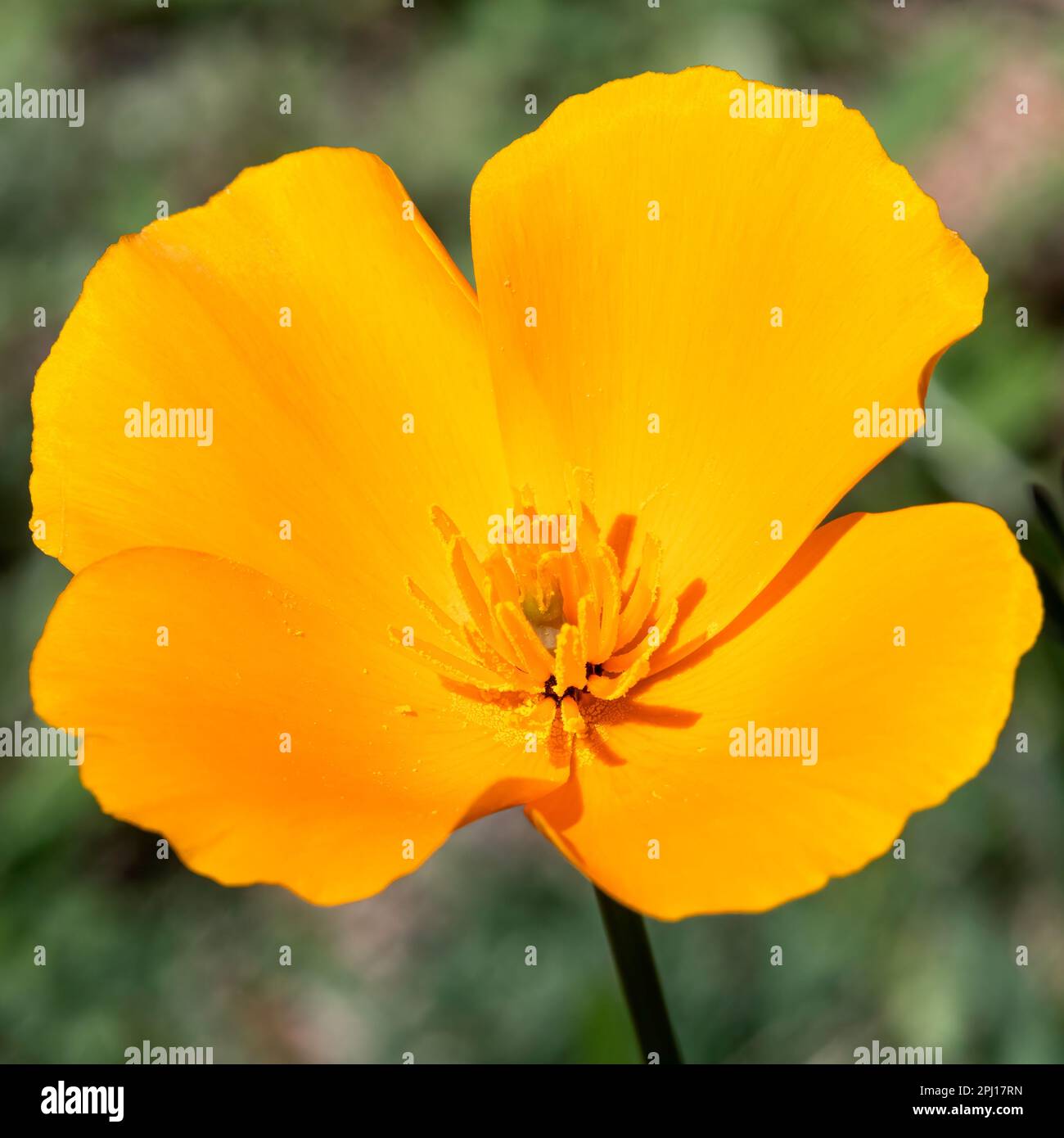 Gold poppy (Eschscholzia californica ssp. mexicana) Tucson, Arizona ...