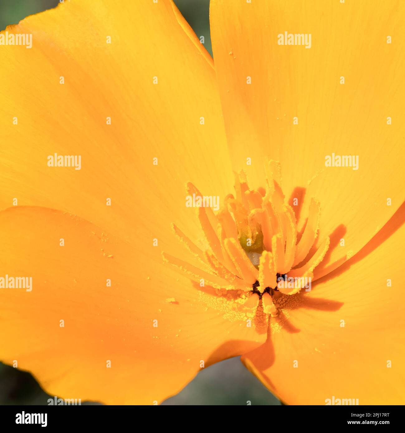 Extreme close-up of a gold poppy (Eschscholzia californica ssp ...