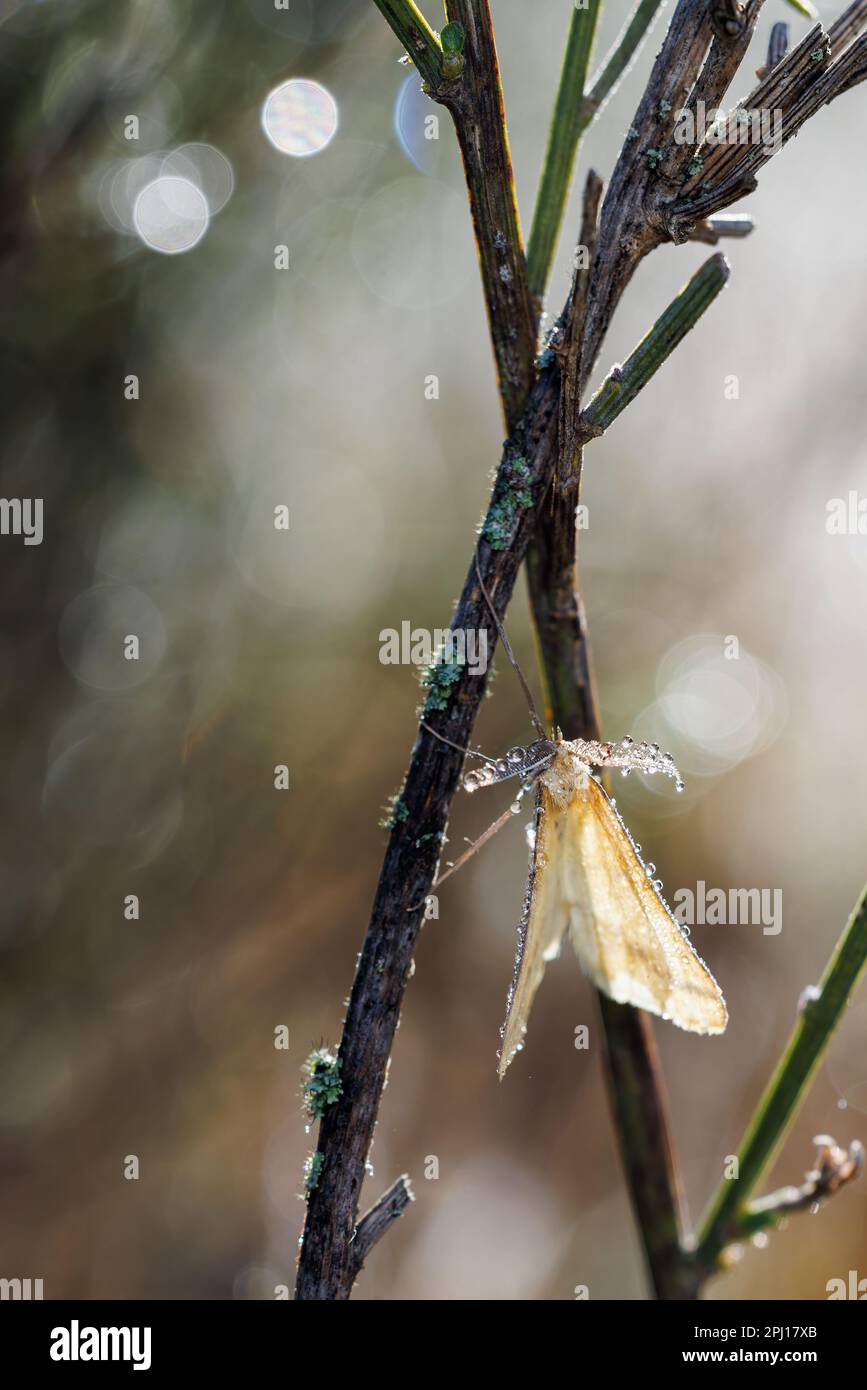 Butterfly rain drops hi-res stock photography and images - Alamy