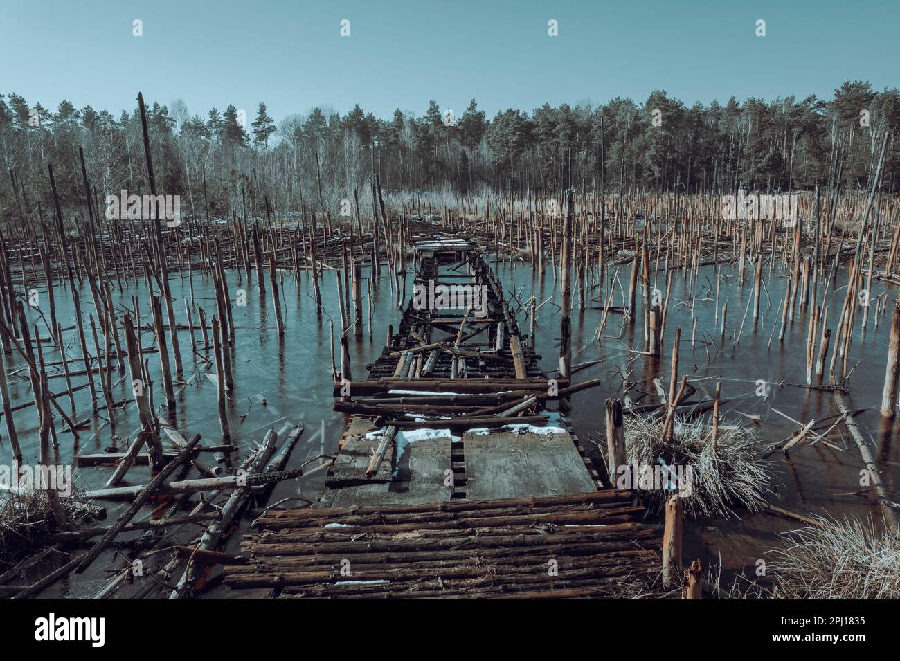 an old dilapidated wooden bridge in a swamp surrounded by a lot of dead ...