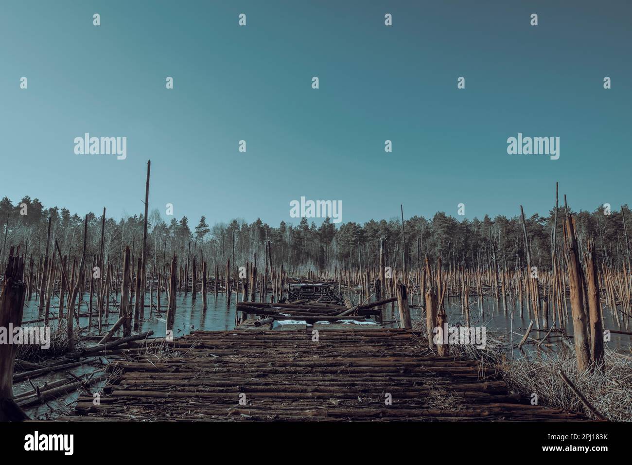 an old dilapidated wooden bridge in a swamp surrounded by a lot of dead ...