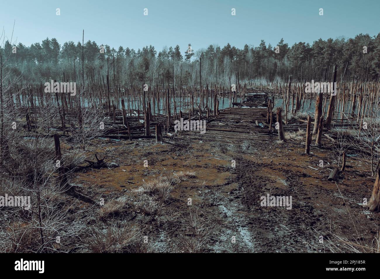 an old dilapidated wooden bridge in a swamp surrounded by a lot of dead ...