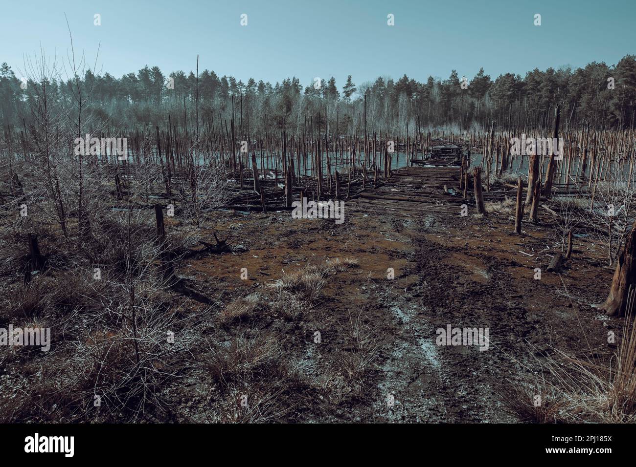an old dilapidated wooden bridge in a swamp surrounded by a lot of dead ...