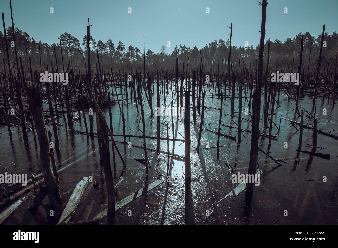 aerial view of an old dilapidated wooden bridge in a swamp surrounded ...