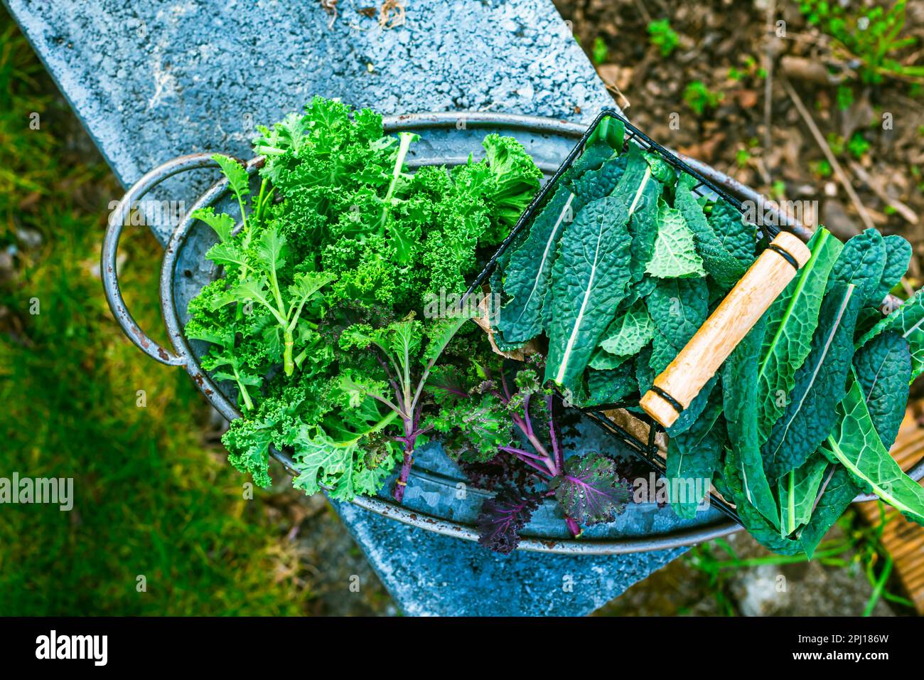 Winter kale vegetables - cold-resistant variety of vegetable garden ...