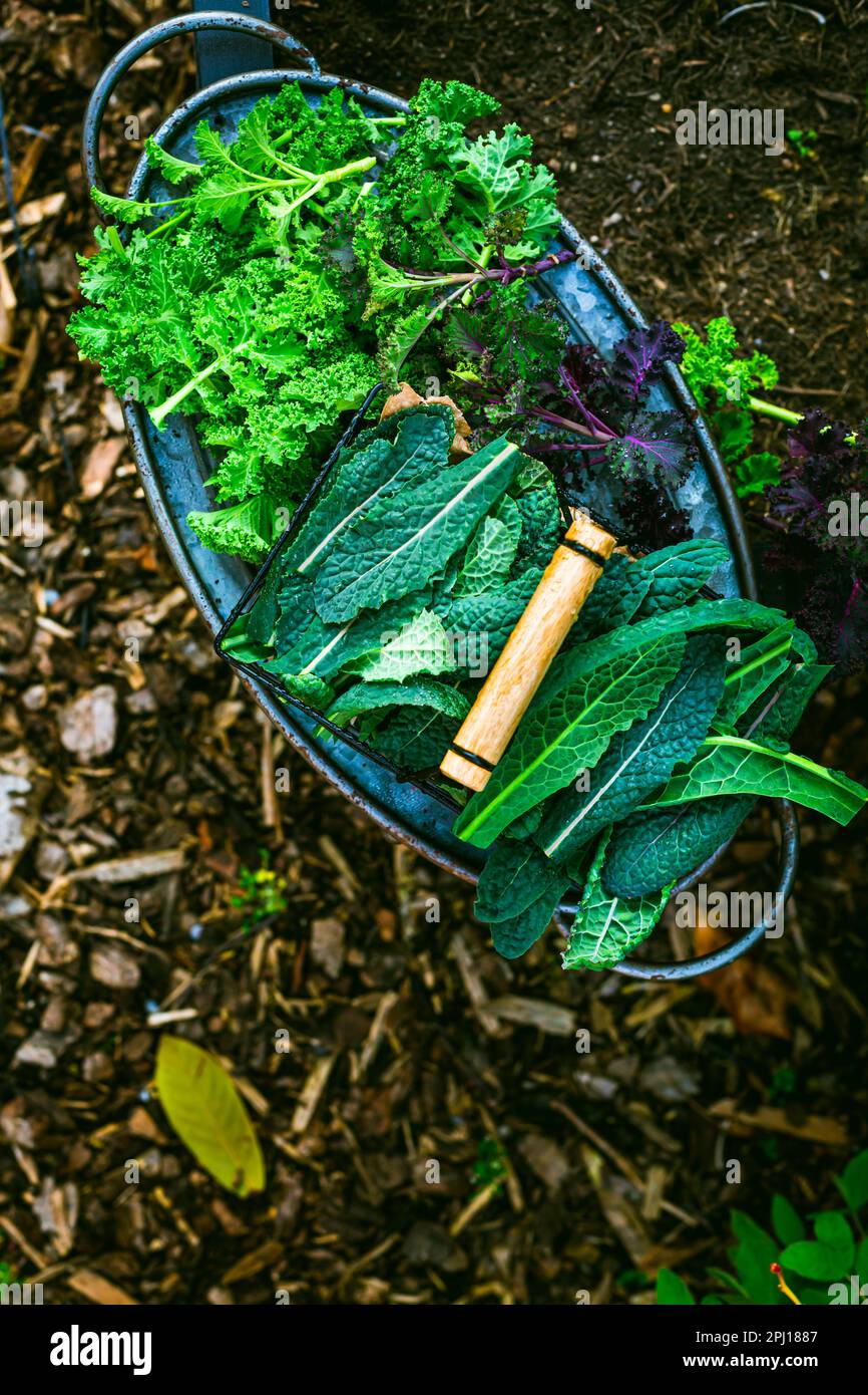 Black leaf cabbage hi-res stock photography and images - Alamy