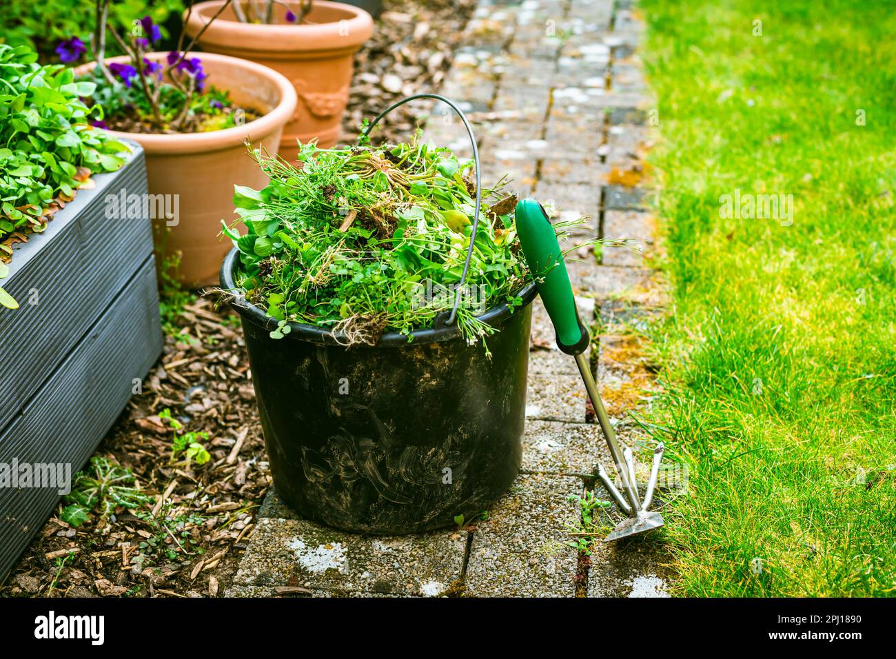 Removing weeds in garden - bucket full of weeds, gardening concept Stock Photo - Alamy