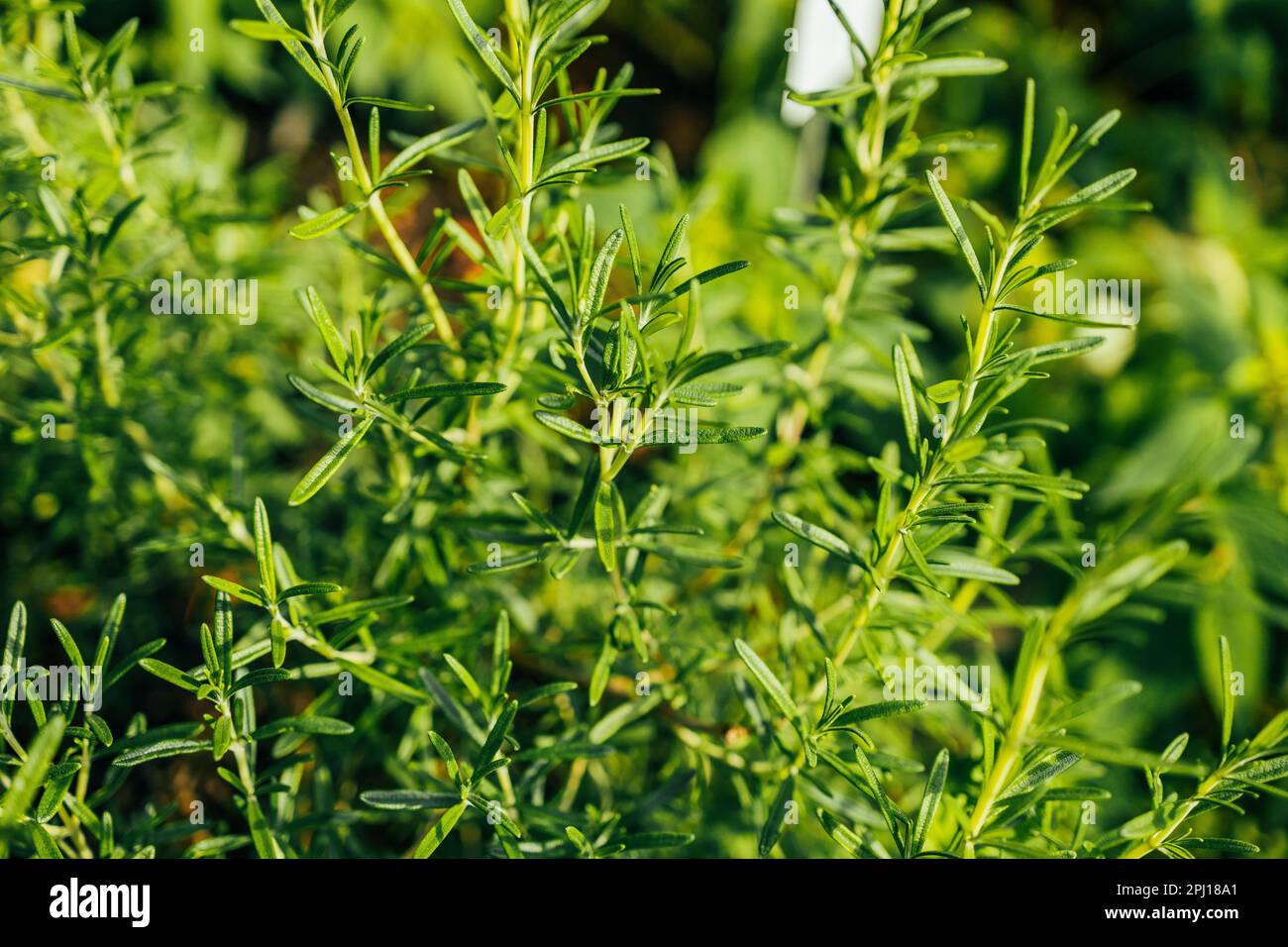 Eco fresh rosemary plants in an herb garden Stock Photo - Alamy