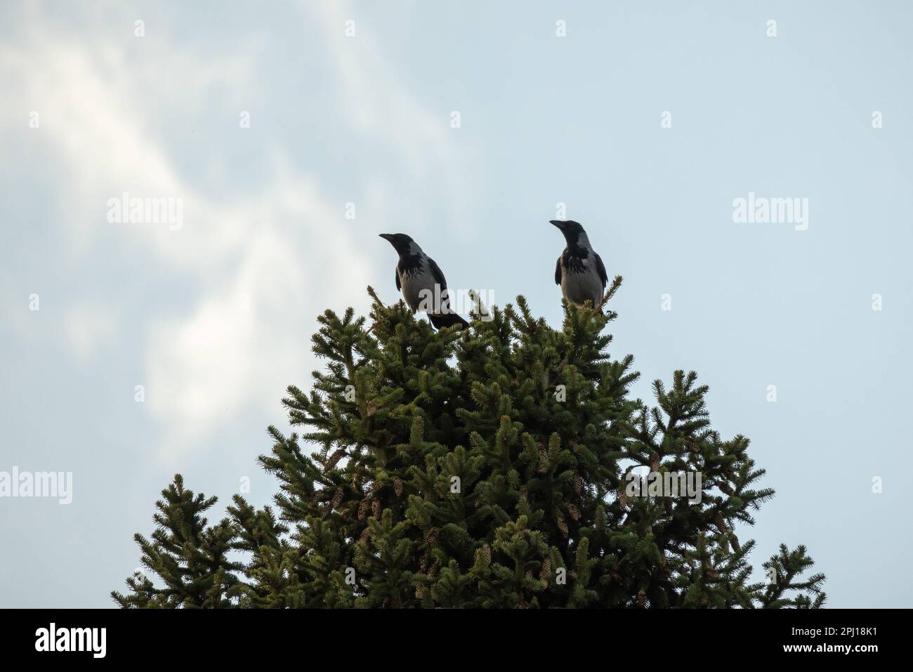 Crows standing hi-res stock photography and images - Alamy
