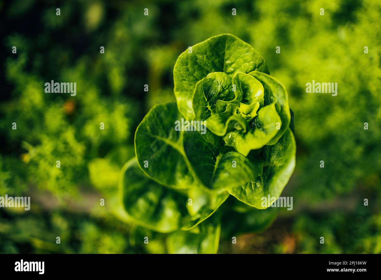 Dutch organic home garden full of lettuce, popular and healthy leafy ...