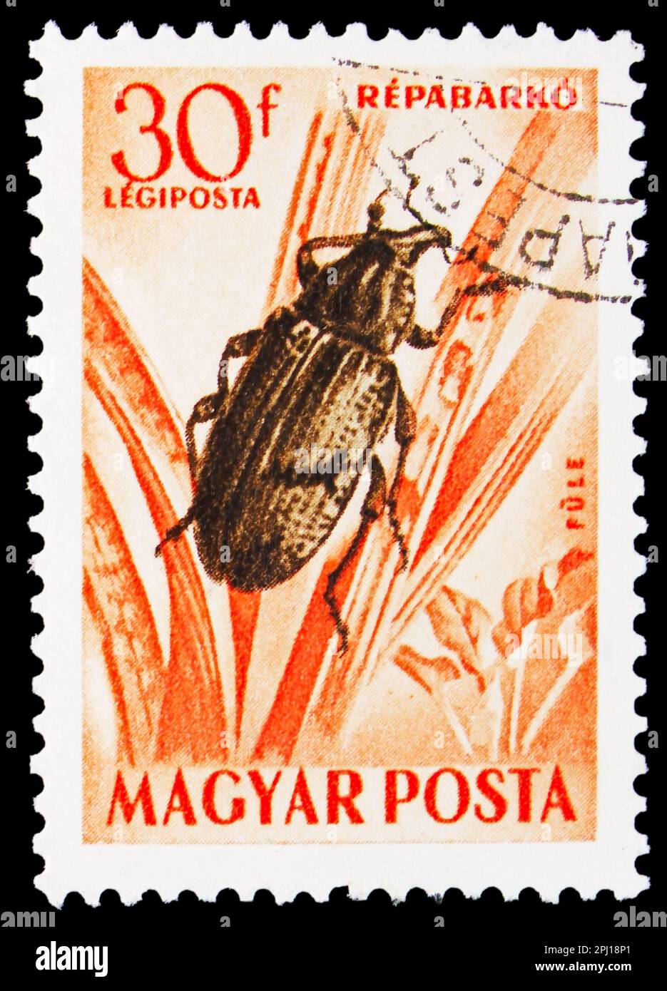 Sugar beet weevil hi-res stock photography and images - Alamy
