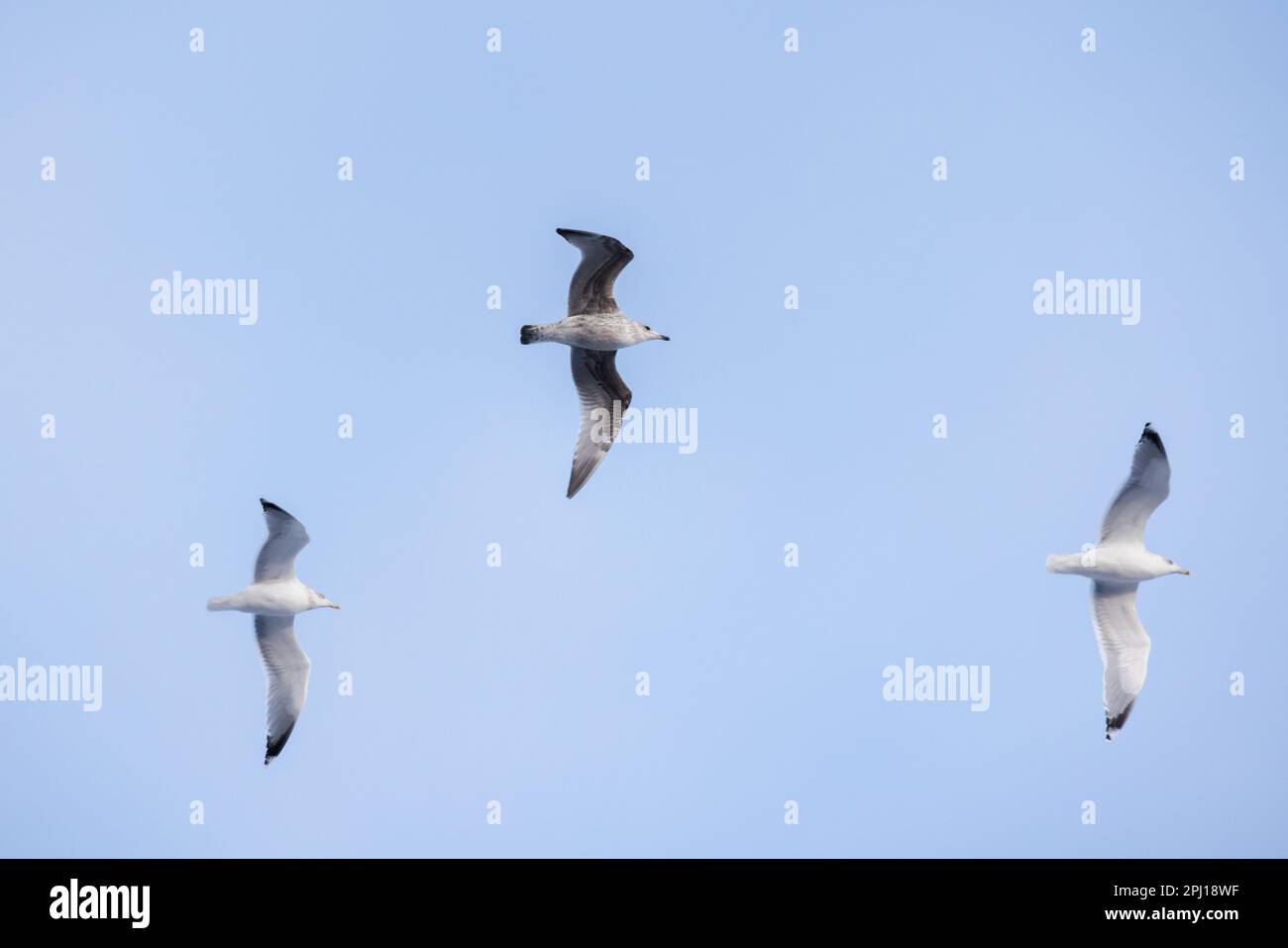 Three adult ring-billed gulls fly in blue sky on a daytime Stock Photo ...