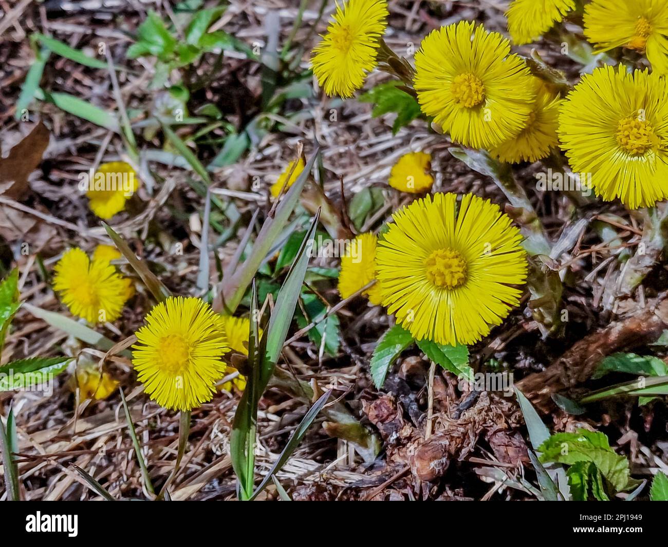 spring young yellow flowers mother and stepmother close-up, plant ...