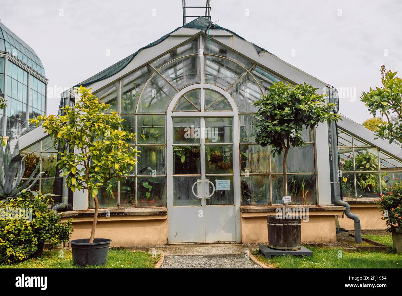 Green plants in botanical garden indoor. Sunshine in panoramic window ...