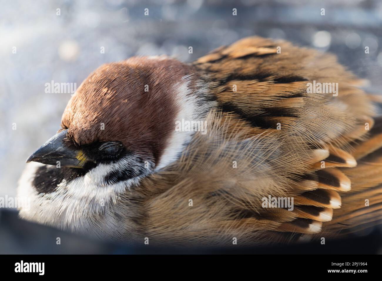 Sparrow beautiful bird photo hi-res stock photography and images - Alamy
