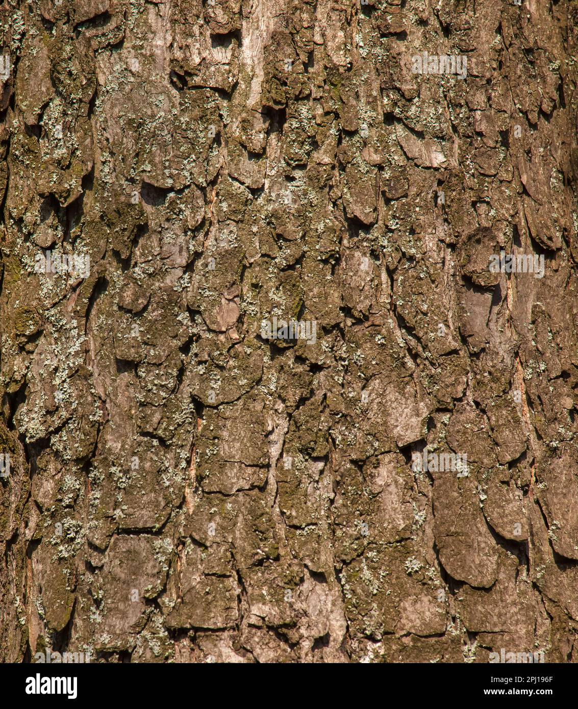 Close-up of chestnut bark. The texture of the trunk of Aesculus ...