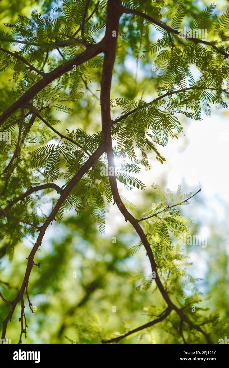 Tree branch leaves blowing in hi-res stock photography and images - Alamy