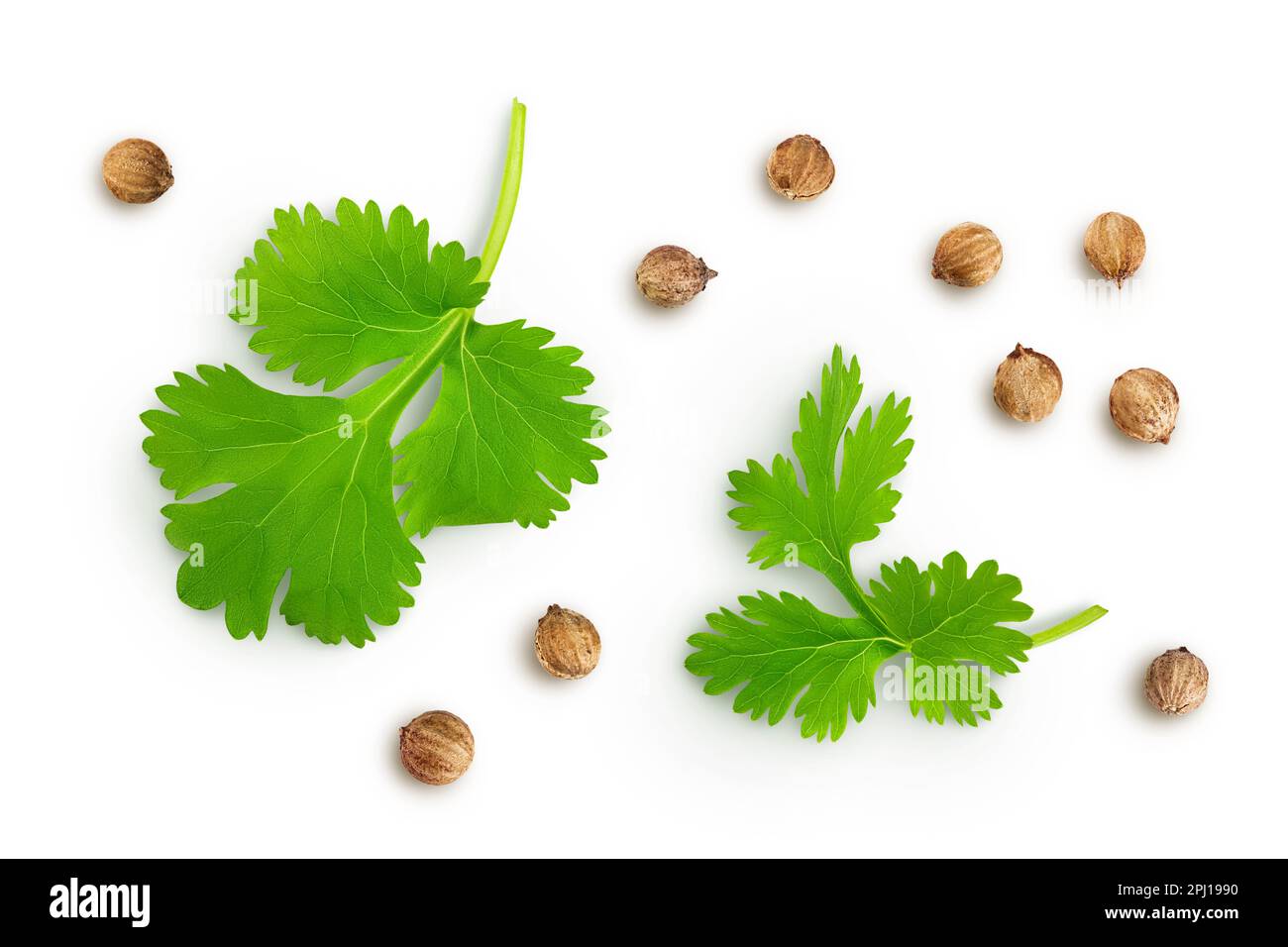 Dried coriander seeds with fresh green leaf isolated on white background. Top view. Flat lay ...