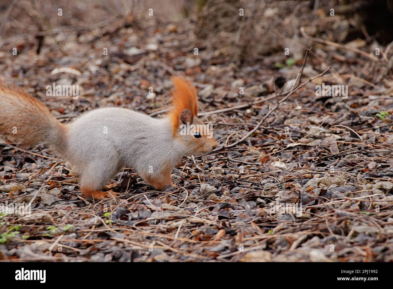 Squirrel tail hi-res stock photography and images - Alamy