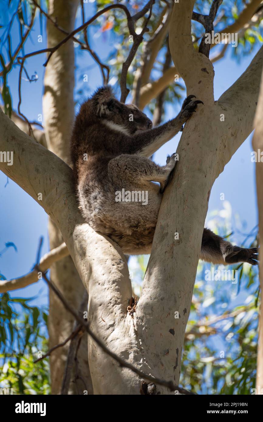 Koala sitting high in the trees at Yanchep National Park, Perth ...