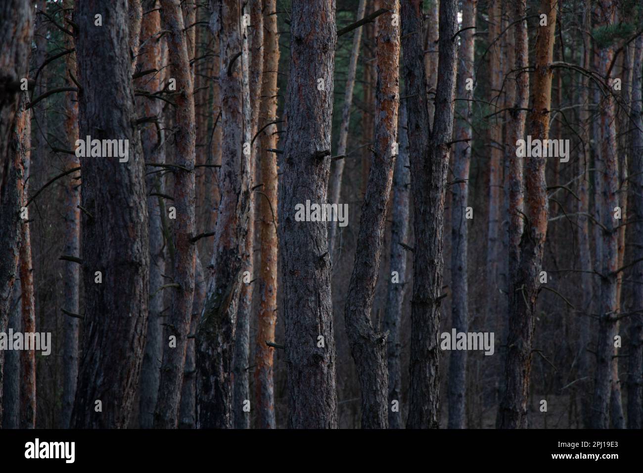 pine conifer bark close-up as a background in forests Stock Photo - Alamy