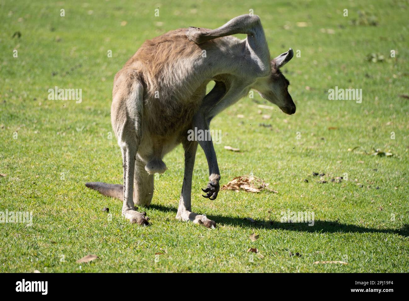 Yanchep National Park, Perth, Western Australia see Koalas, Kangaroos ...