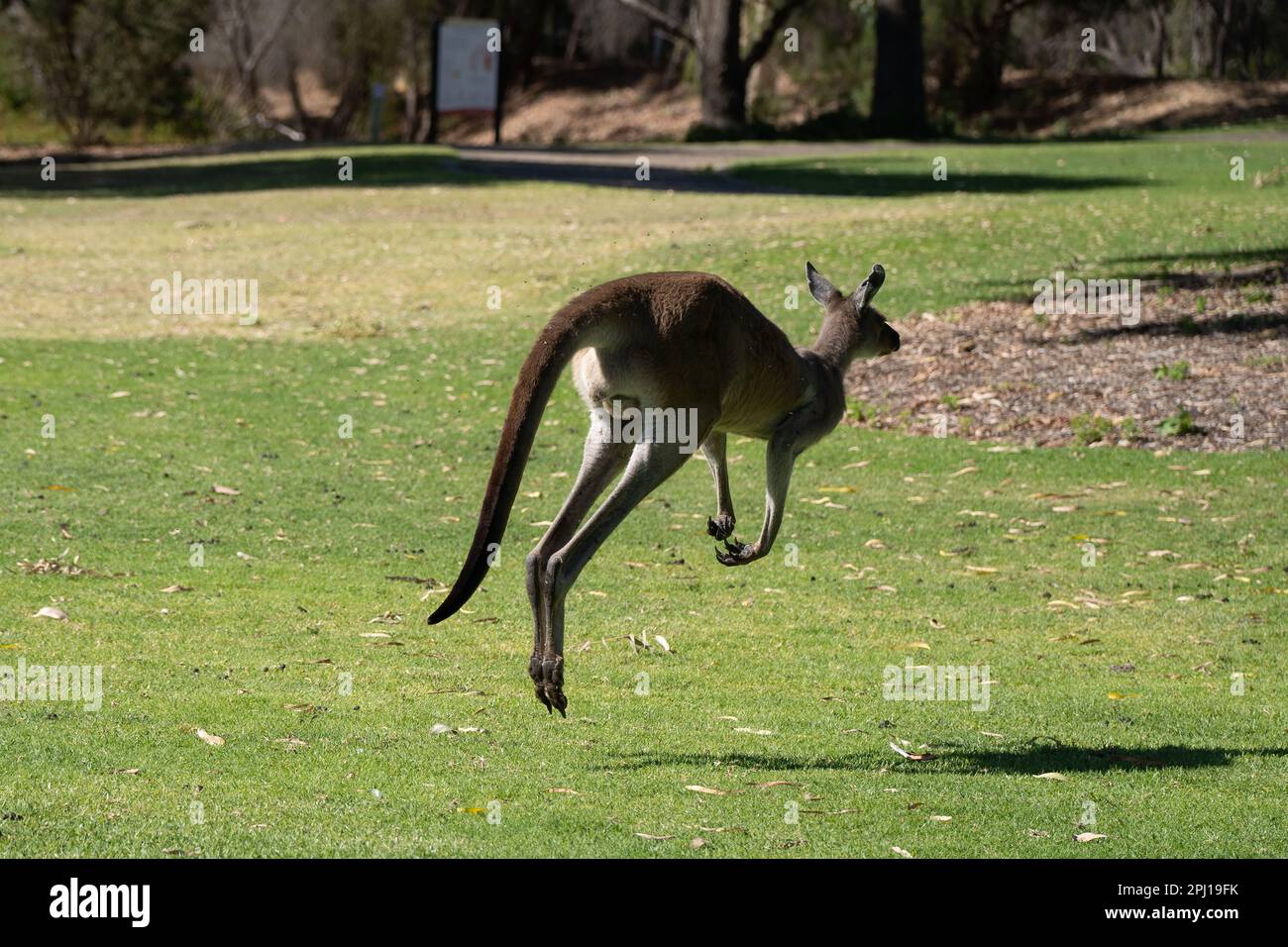 Yanchep National Park, Perth, Western Australia see Koalas, Kangaroos ...