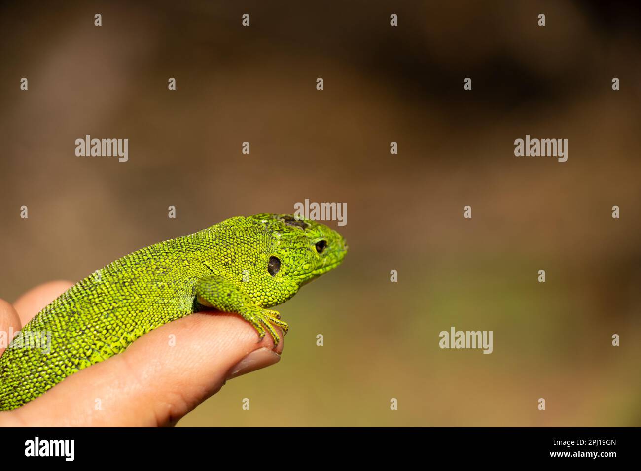 green lizard sitting on a hand caught in a park in Ukraine Stock Photo ...