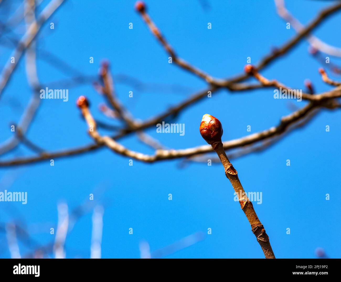 Chestnut tree twig with new green buds. Latin name Aesculus ...
