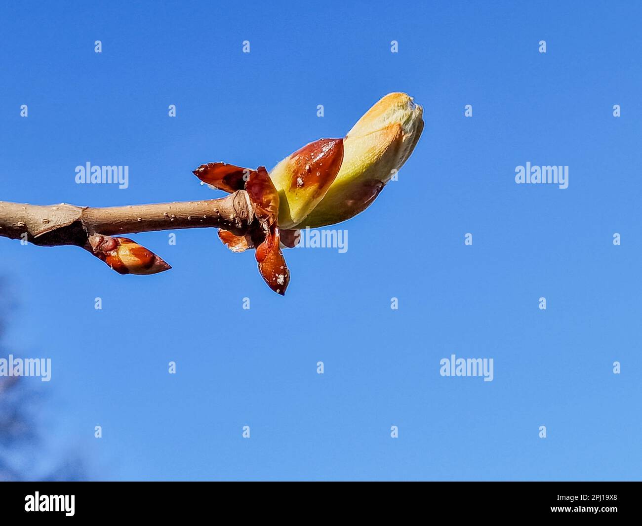 Early spring, buds swelled and spreads first leaves of fruit tree, red ...