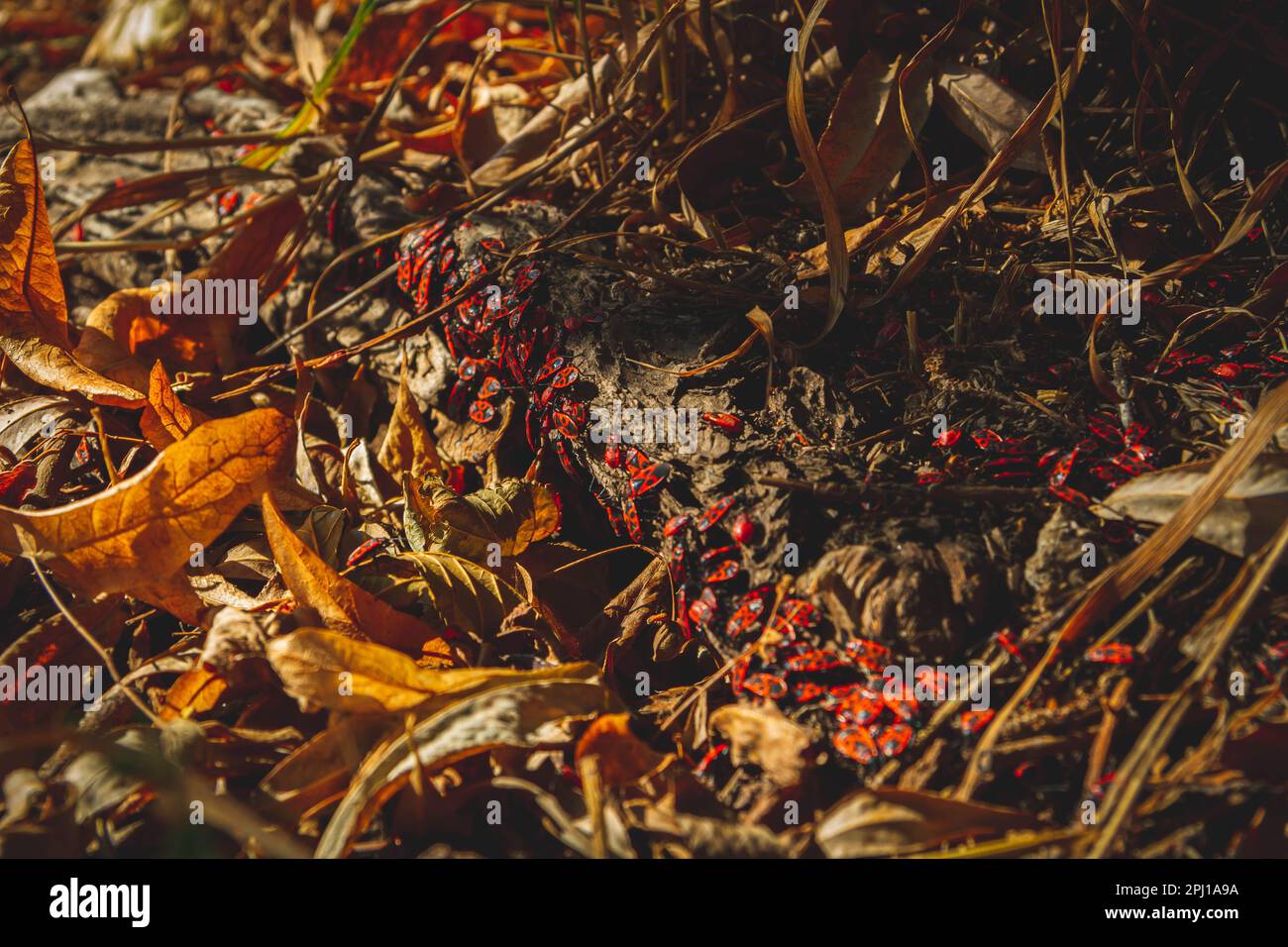 Red bug. Accumulation of soldier bugs. Red beetles in sun. Flock of ...