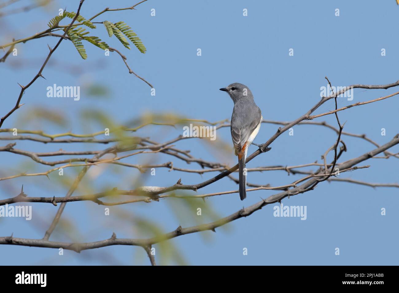 Small minivet (Pericrocotus cinnamomeus) observed in Greater Rann of ...