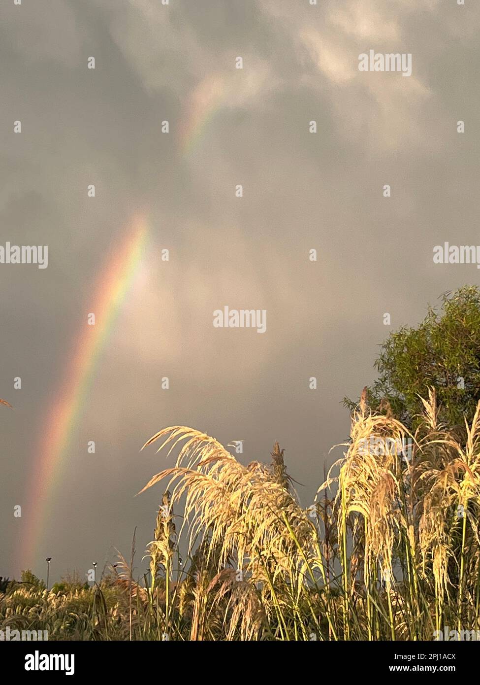 colorful rainbow after summer storm Stock Photo - Alamy