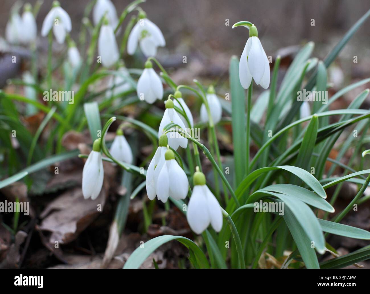 In the forest in the wild in spring snowdrops (Galanthus nivalis) bloom ...